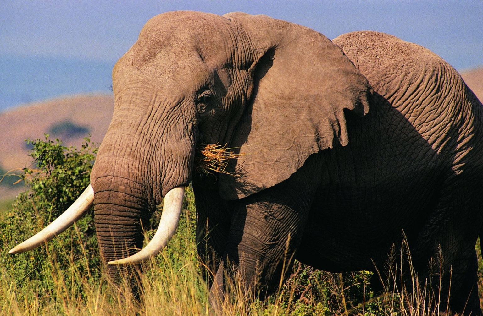 Odisha Inaugurates First Elephant Training Centre in Kalahandi : The ...